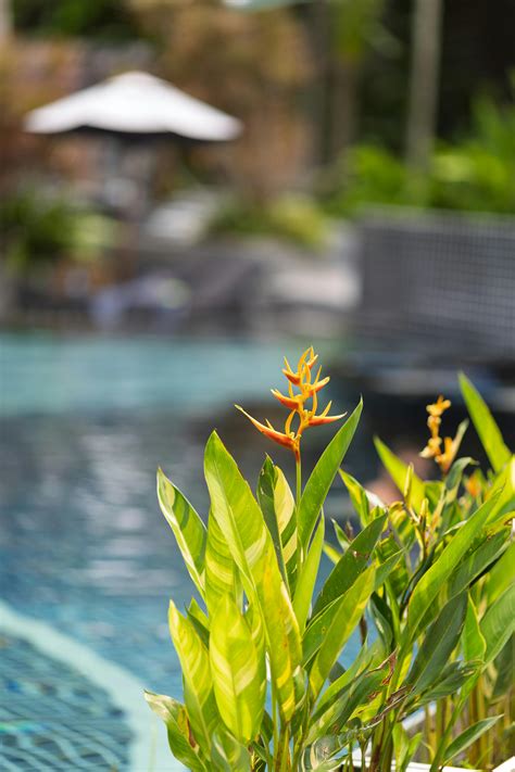 Flower Buke Png Photos Download The Best Free Flower Buke Png Stock