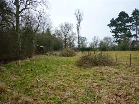 An English Homestead Pollarding Willow