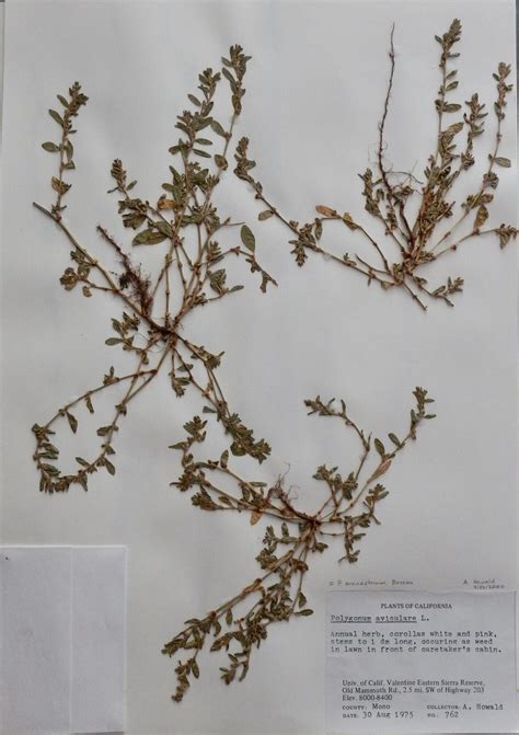Common Knotweed