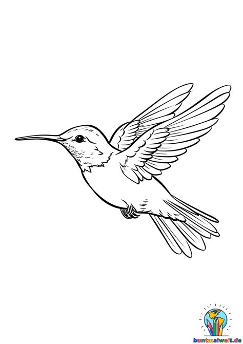 Ausmalbilder Kolibri Kostenlos Herunterladen