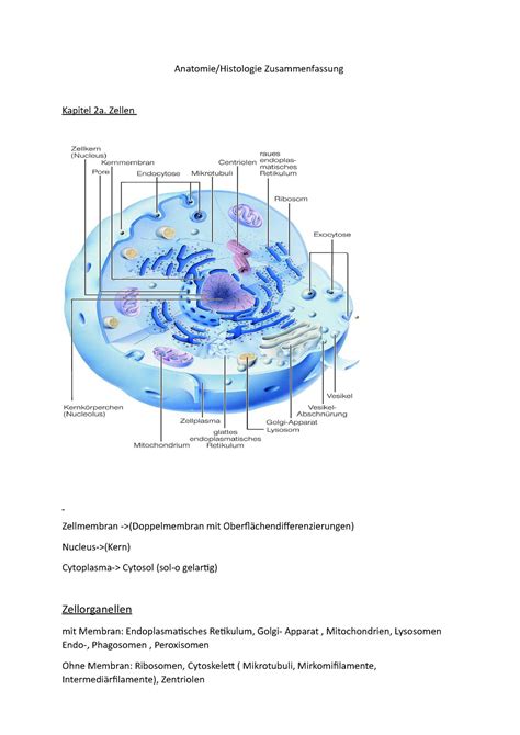 Histo Und Anatomie Zusammenfassung Zusammenfassung Kapitel A Zellen Zellmembran Mit