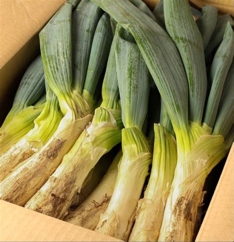 今年の夏の猛暑で下仁田ねぎの生産量が4割減です。 旬の美味しさもお届けしてまいります 熱海でこだわりの蕎麦を提供する手打そば飯山