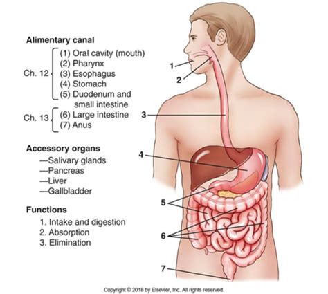 P P III Chapter 12 Biliary Tract Upper GI System Flashcards Quizlet