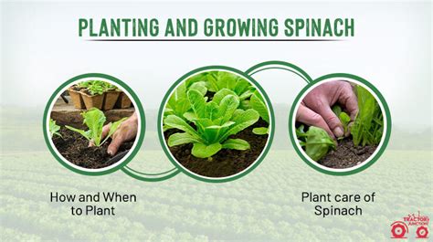 Steps To Grow And Harvest Spinach Plants Cost And Profits