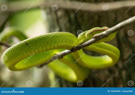 Wagler的pitviper Tropidolaemus Wagleri蛇在bako国家公园，婆罗洲 库存图片 图片 包括有 公园
