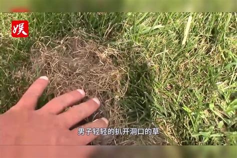 后院莫名出现“大洞”，大胆男子伸手一掏，下一秒连连惊叹！