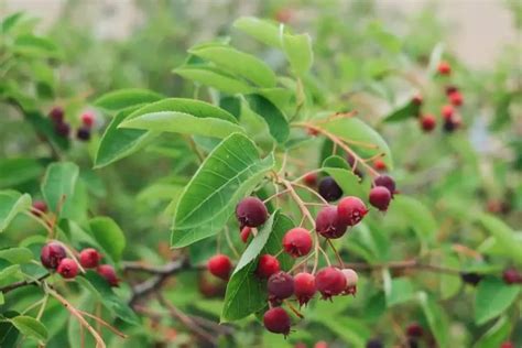Serviceberry Bush Vs Tree Choosing The Right Option For Your Landscape