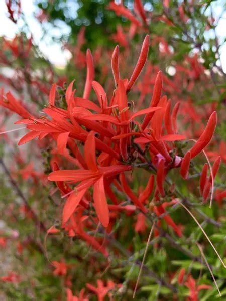 Anisacanthus Quadrifidus Flame Acanthus Wrightii 20 Seeds 2023 Usa