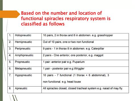 Insect Respiratory System Pptx