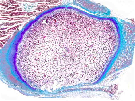 Macroscopic Organization Of Bone