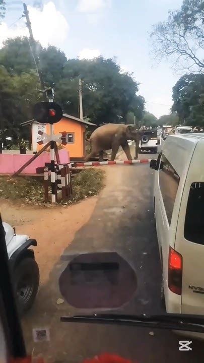හබරණ රේල් පාරේ යන මංදගාමී කෝචිිචිය😂😁funny Video🇱🇰😂shorts Funny
