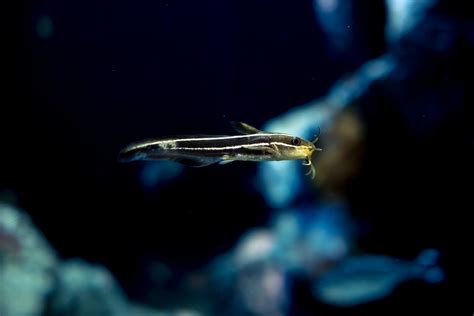 水槽と魚たち｜フリー写真素材・無料ダウンロード ぱくたそ