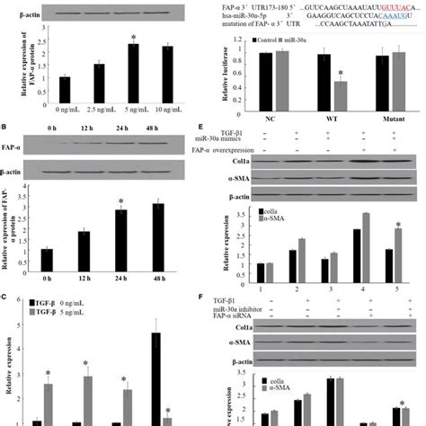 Tgf‐β1 Increases Fap‐α Expression In Mrc Cell Effect Of Tgf‐β1 On The