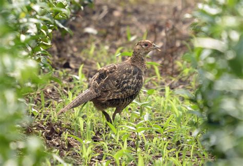 かすみ川 野鳥