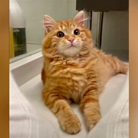 Theres Just Something Different About Life With A Ginger Cat