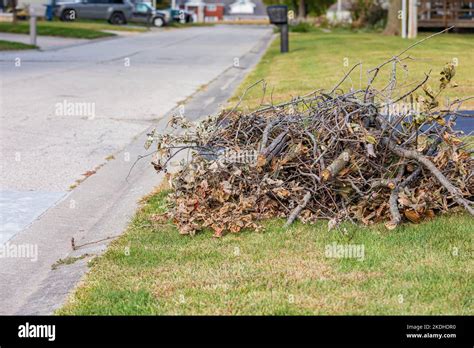 Branch And Limb Pile Along Street Curbside Branch Pickup Collection