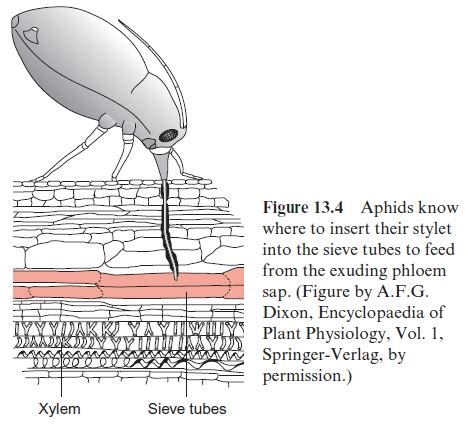 There Are Two Modes Of Phloem Loading
