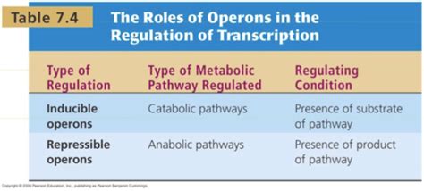 Trp Operon Flashcards Quizlet