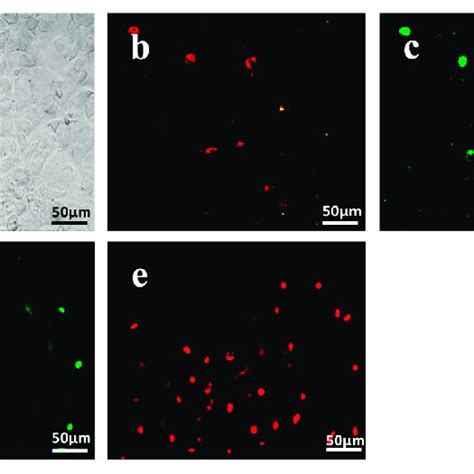 Identification Of Endothelial Progenitor Cells Epcs Derived From Download Scientific Diagram