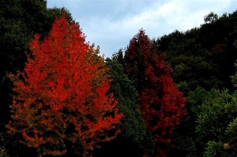 炎の木 Tsu Morrow