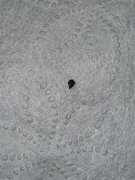Do We Have Bedbugs Rbedbugs