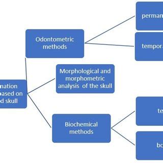 Odontological And Cranial Sex Estimation Methods Overview Download