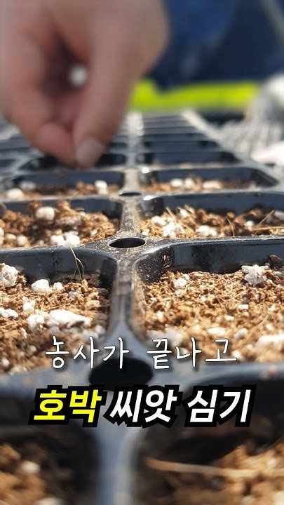 호박 씨앗 심기 Asmr Youtube