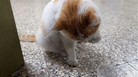 پیشی کوچولو بامزه Youtube