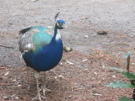 Peacock Smithsonian Photo Contest Smithsonian Magazine