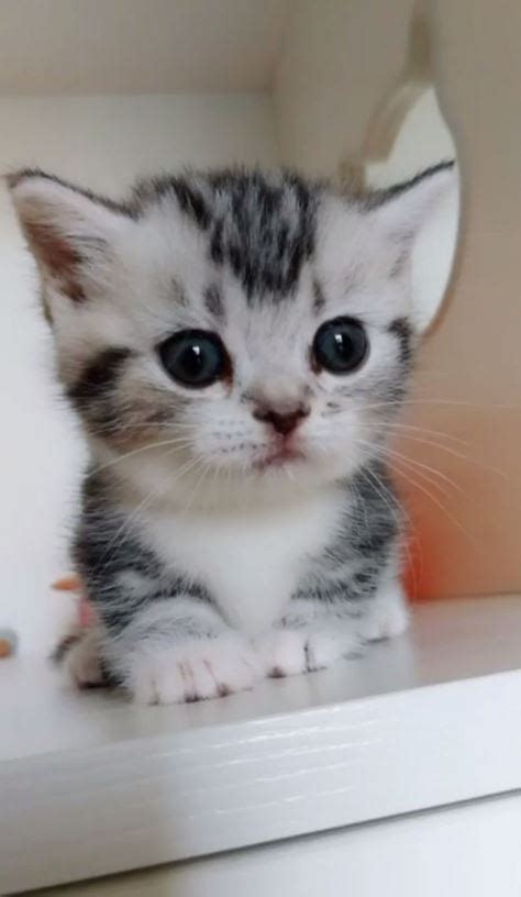 Картинки милых котиков 35 идей для авы