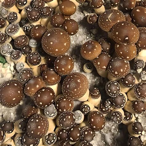 Jedi Mind Fck Spores Fungi Myco