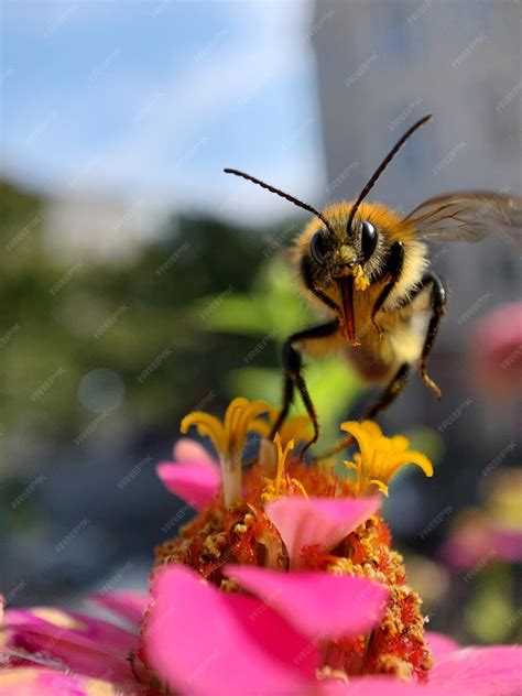 Premium Photo Close Up Of Bumble Bee Pollinating On Flower