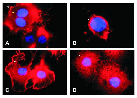 Microscopic Analysis Of Actin Cell Cytoskeleton Monolayers Of