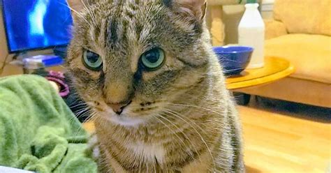 Grumpy Album On Imgur