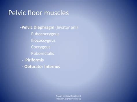 Lower Urinary Tract Anatomy Pptx