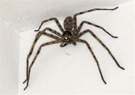 Huntsman Spider Facts Hunting Spiders