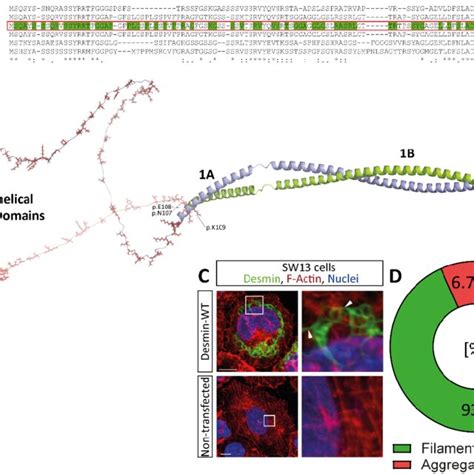 C Kit Mutation At Exon Kit 10 1621a C Met541leu Missense Mutation Download Scientific Diagram