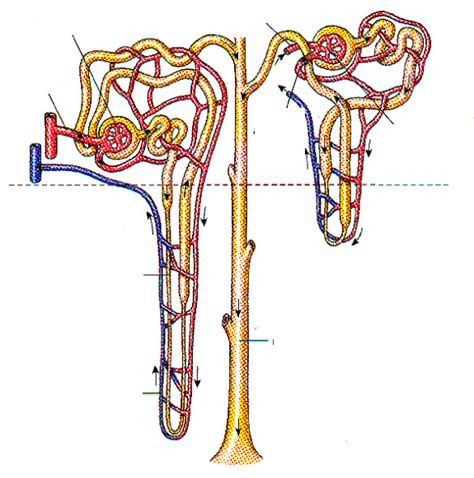Structure And Functions Of Nephron Assignment