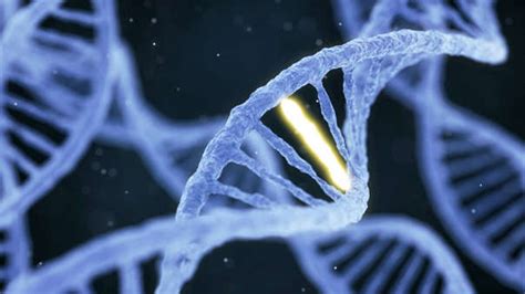 Modificación Genética En Humanos Los Hitos Y Precedentes A Través De