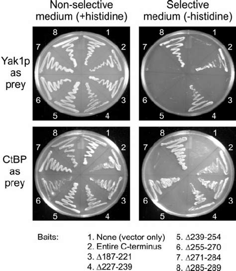 Interaction Of Yeast Yak1p With The E1a C Terminal Deletion Mutants In Download Scientific