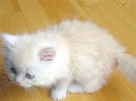 Sweet Kitten Lilyz Wallpaper 13851173 Fanpop