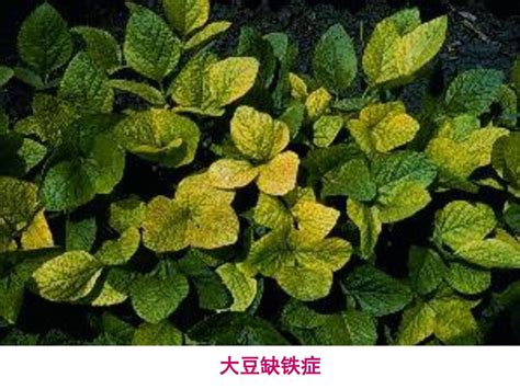 普通植物病理学 General Plant Pathology ppt download