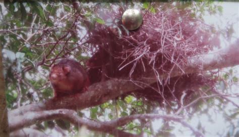 Possum And Nest A Roving I Will Go