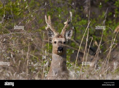 Siberian Roe Deer Capreolus Pygargus Stands On The Trail On The Edge
