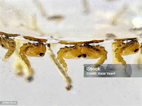 Close Up View Of Aedes Aegypti Immature Form Larvae Pupae Vector For