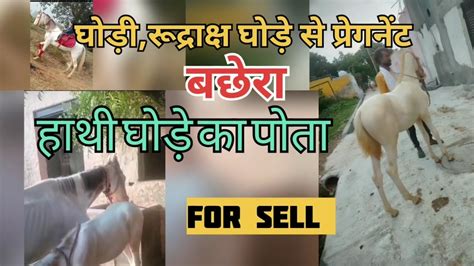 हाथी घोड़े का पोता रूद्राक्ष घोड़े से प्रेगनेंट घोड़ी दोनों For Sell