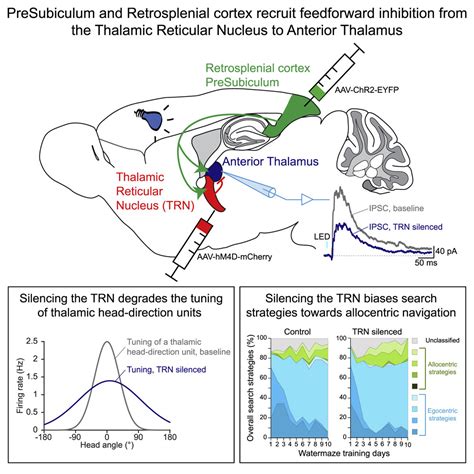 A Thalamic Reticular Circuit For Head Direction Cell Tuning And Spatial