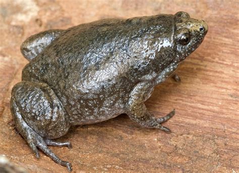 Eastern Narrowmouth Toad Facts And Pictures
