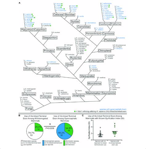 Usage Of The Human Linked Alternate Terminal Exon Tracks
