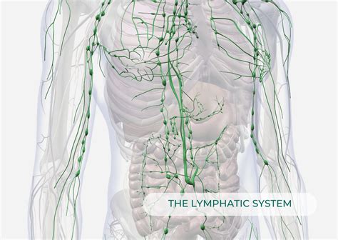 The Lymphatic System A Biological Marvel Flowology